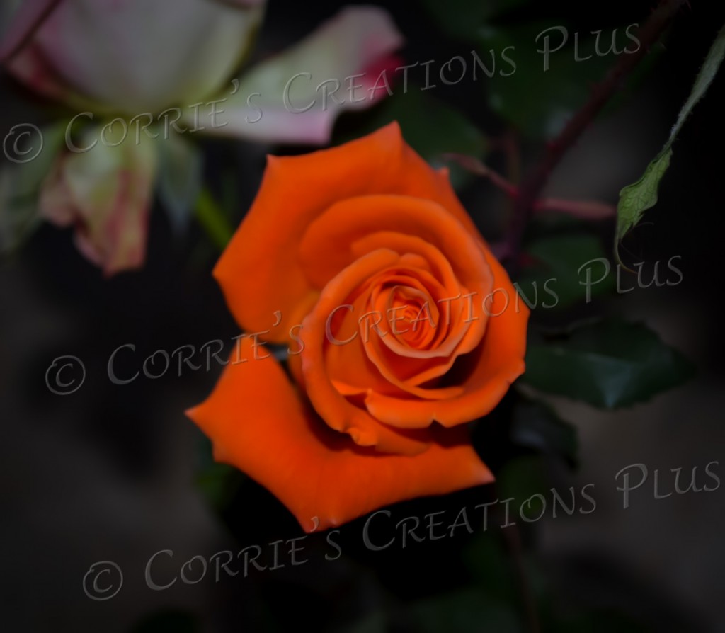 Orange Rose – Corrie's Creations Plus