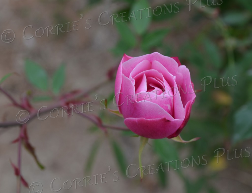 Pink Rose – Corrie's Creations Plus