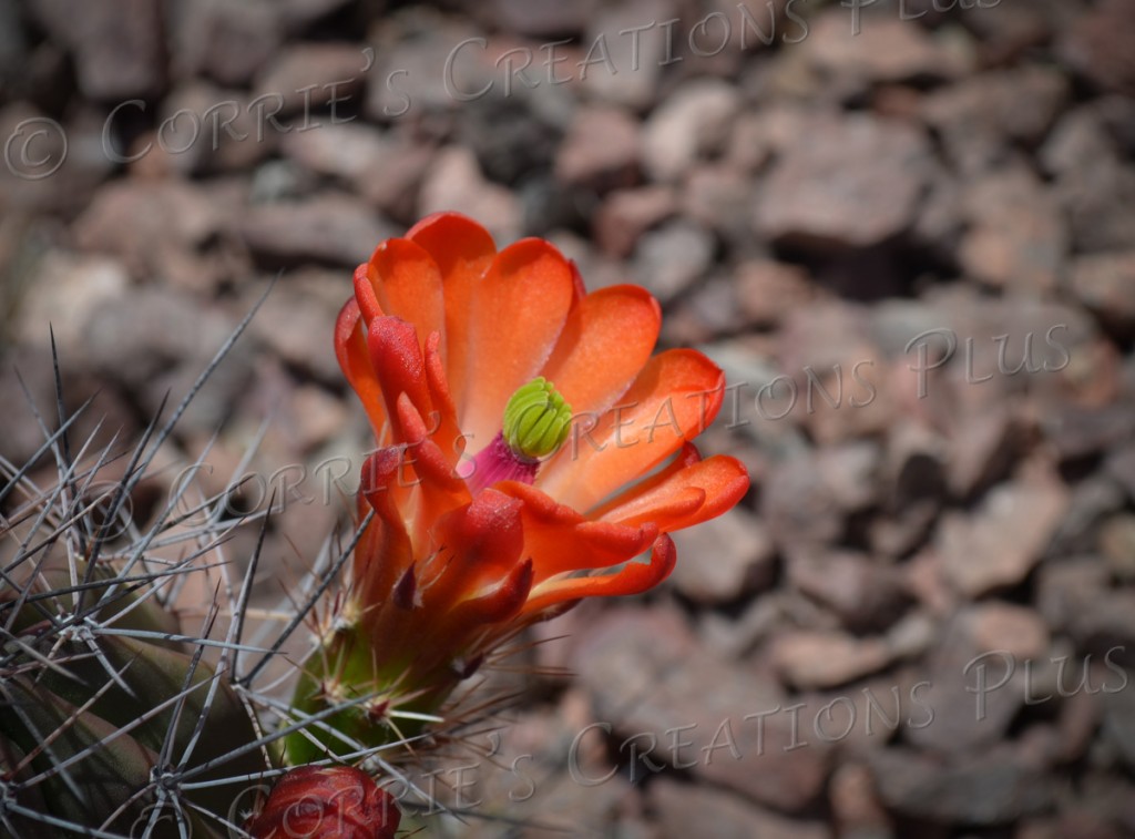 Claret Cup Two – Corrie's Creations Plus