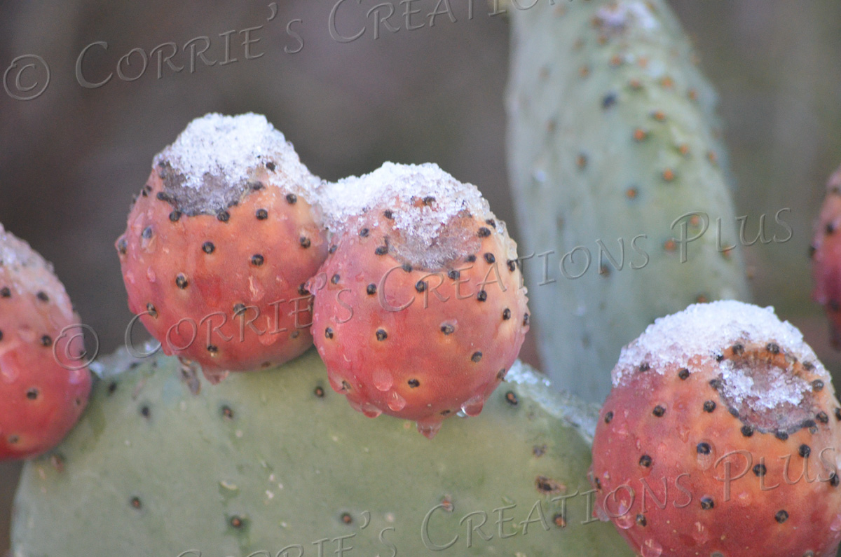 PricklyPearSnow – Corrie's Creations Plus